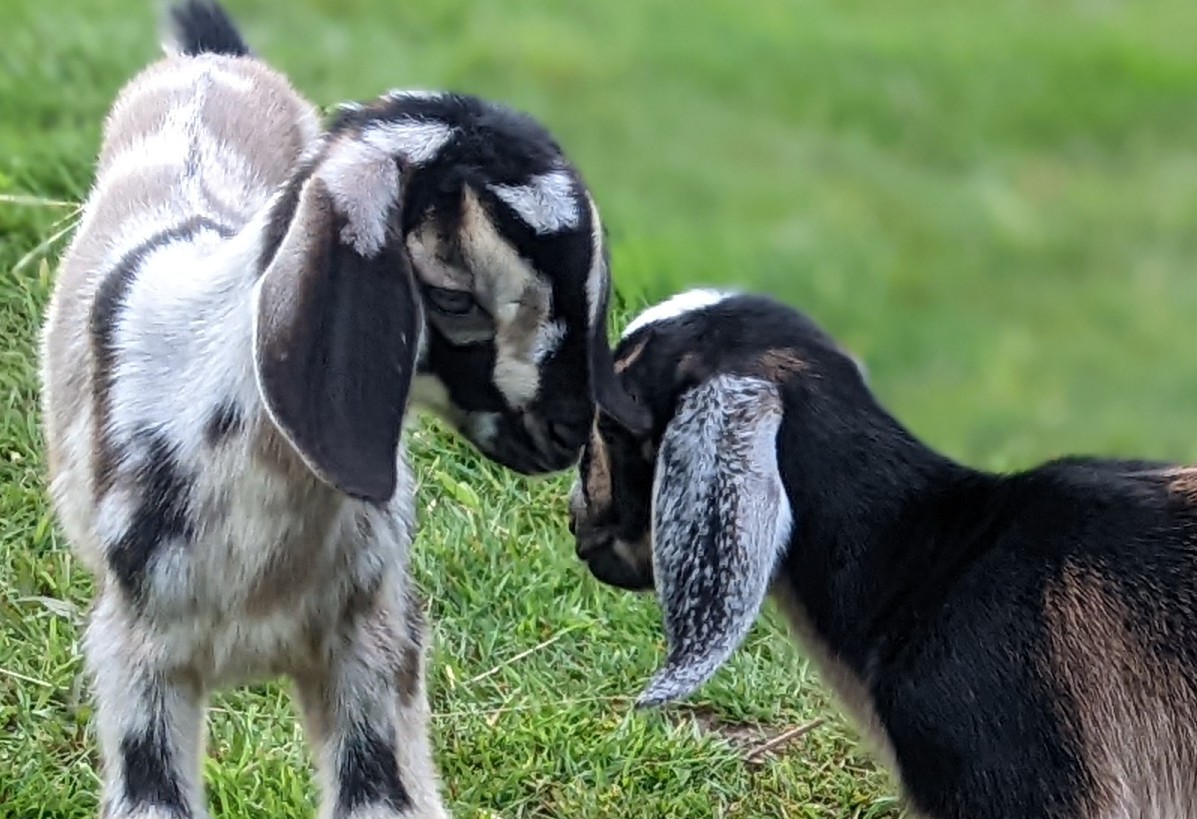 Rainbow's End Mini-Farm – Mother-daughter hobby farm